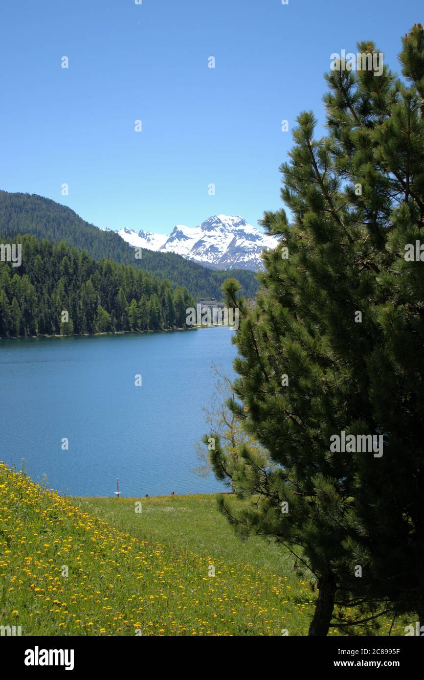 Lake of Saint Moritz on a very beautiful blue sky day Stock Photo - Alamy