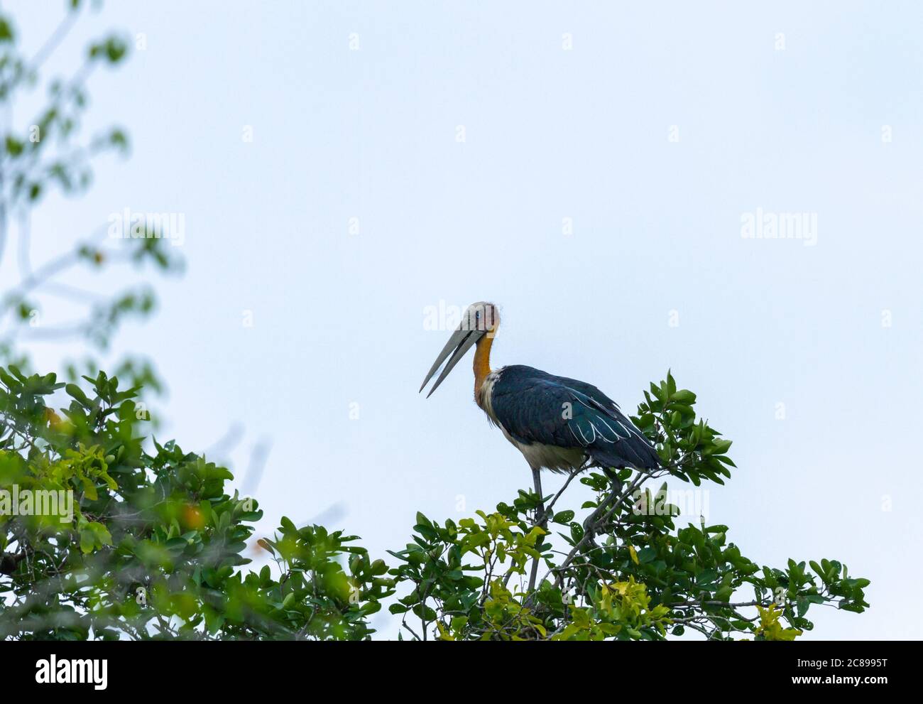 Lesser Adjutant Stork or Leptoptilos javanicus in Sunderbans National ...