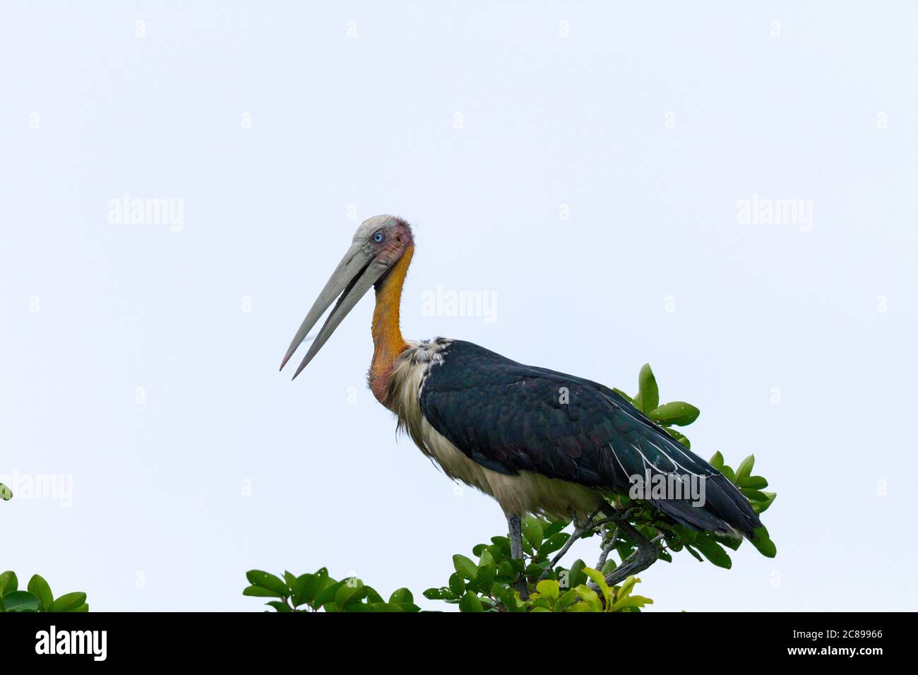 Lesser Adjutant Stork or Leptoptilos javanicus in Sunderbans National ...