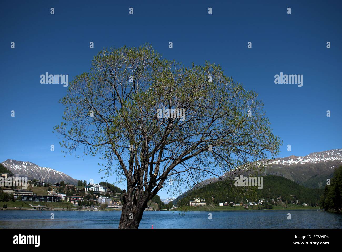 Lake of Saint Moritz on a very beautiful blue sky day Stock Photo - Alamy