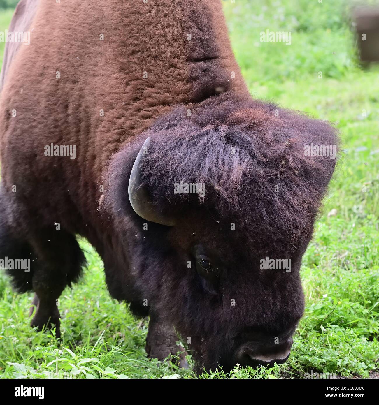 The American bison or simply bison (Bison bison), also commonly known ...