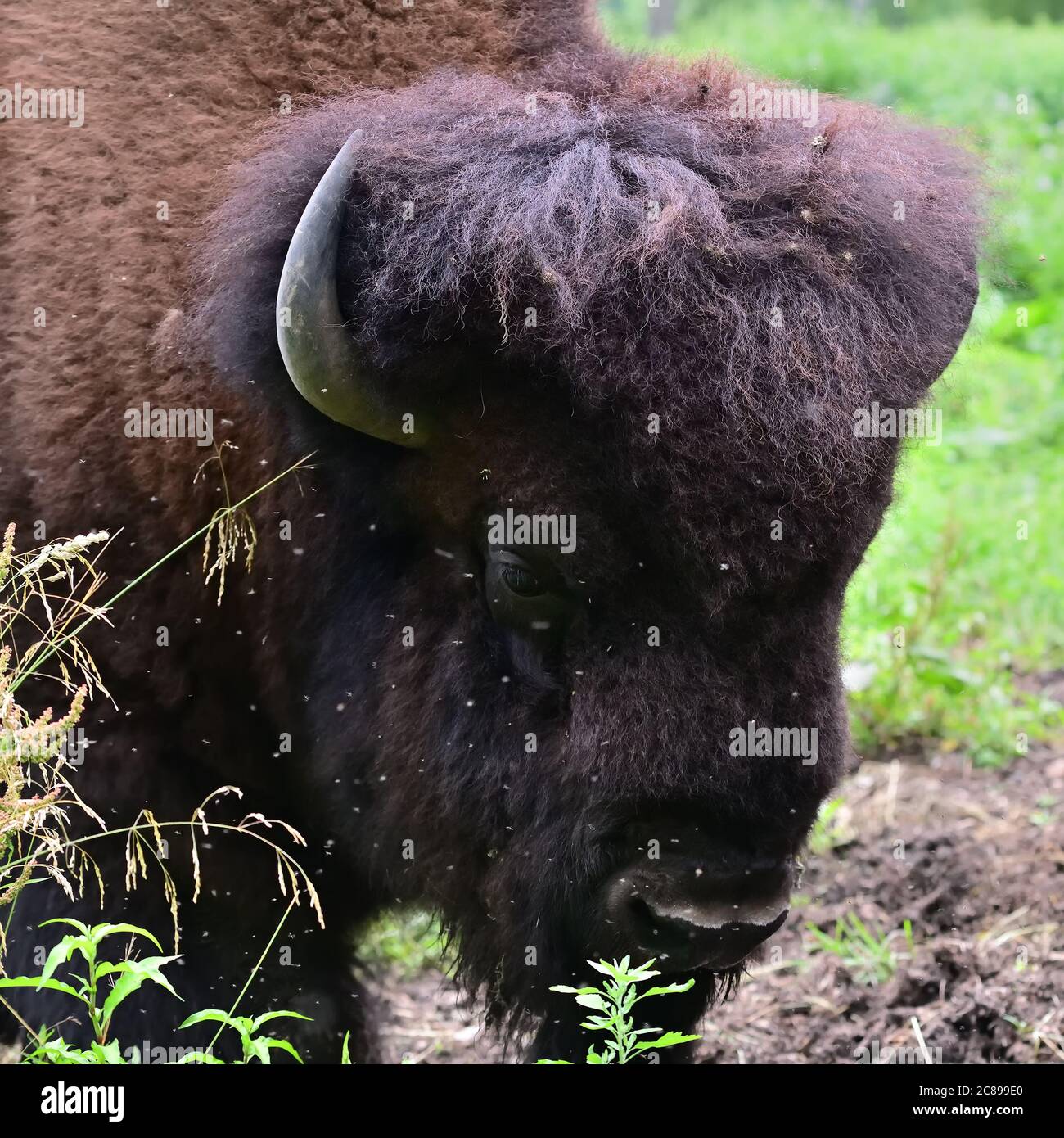 Portrait the American bison or simply bison (Bison bison), also ...