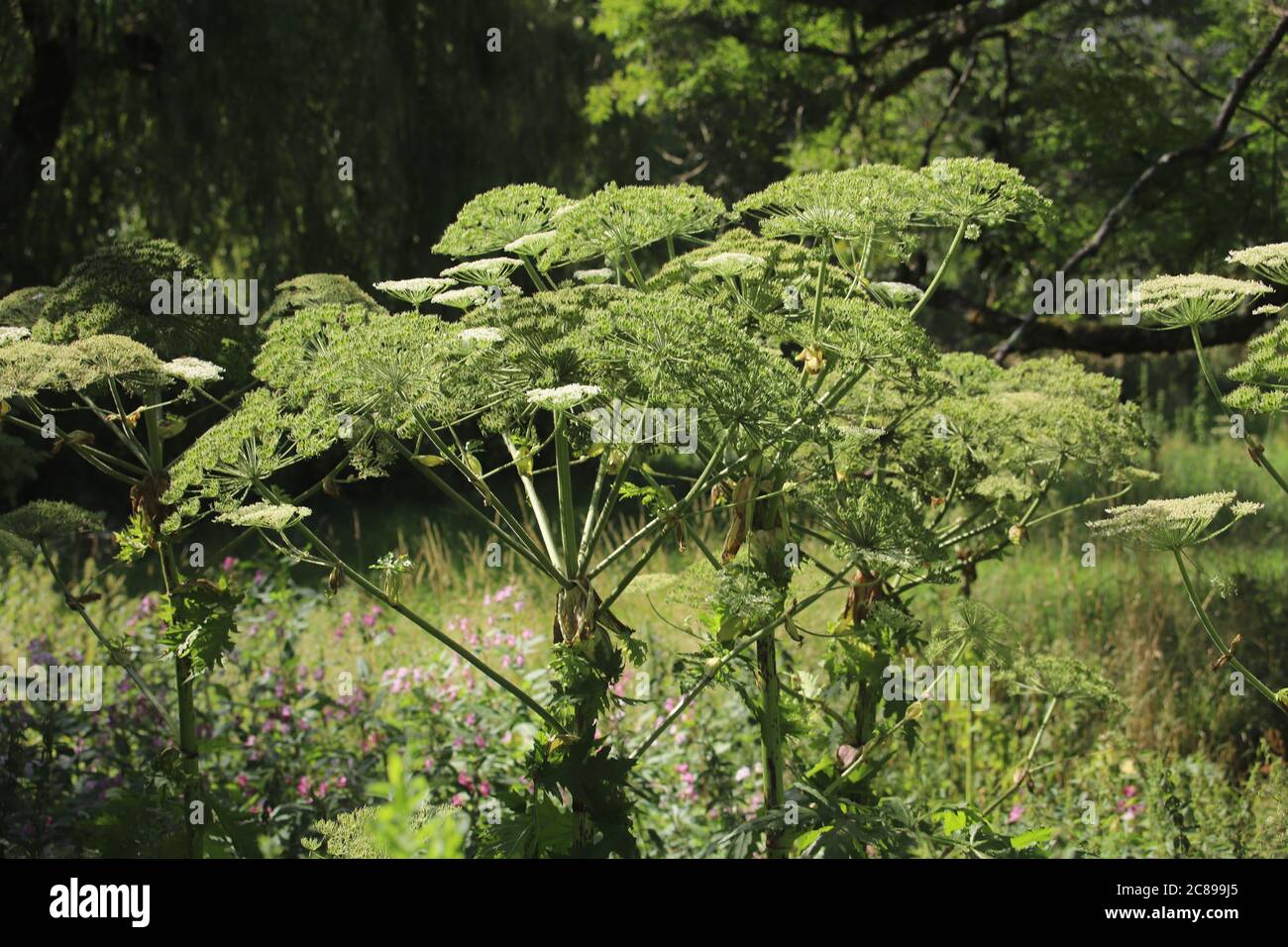 giant hogweed plant Stock Photo - Alamy