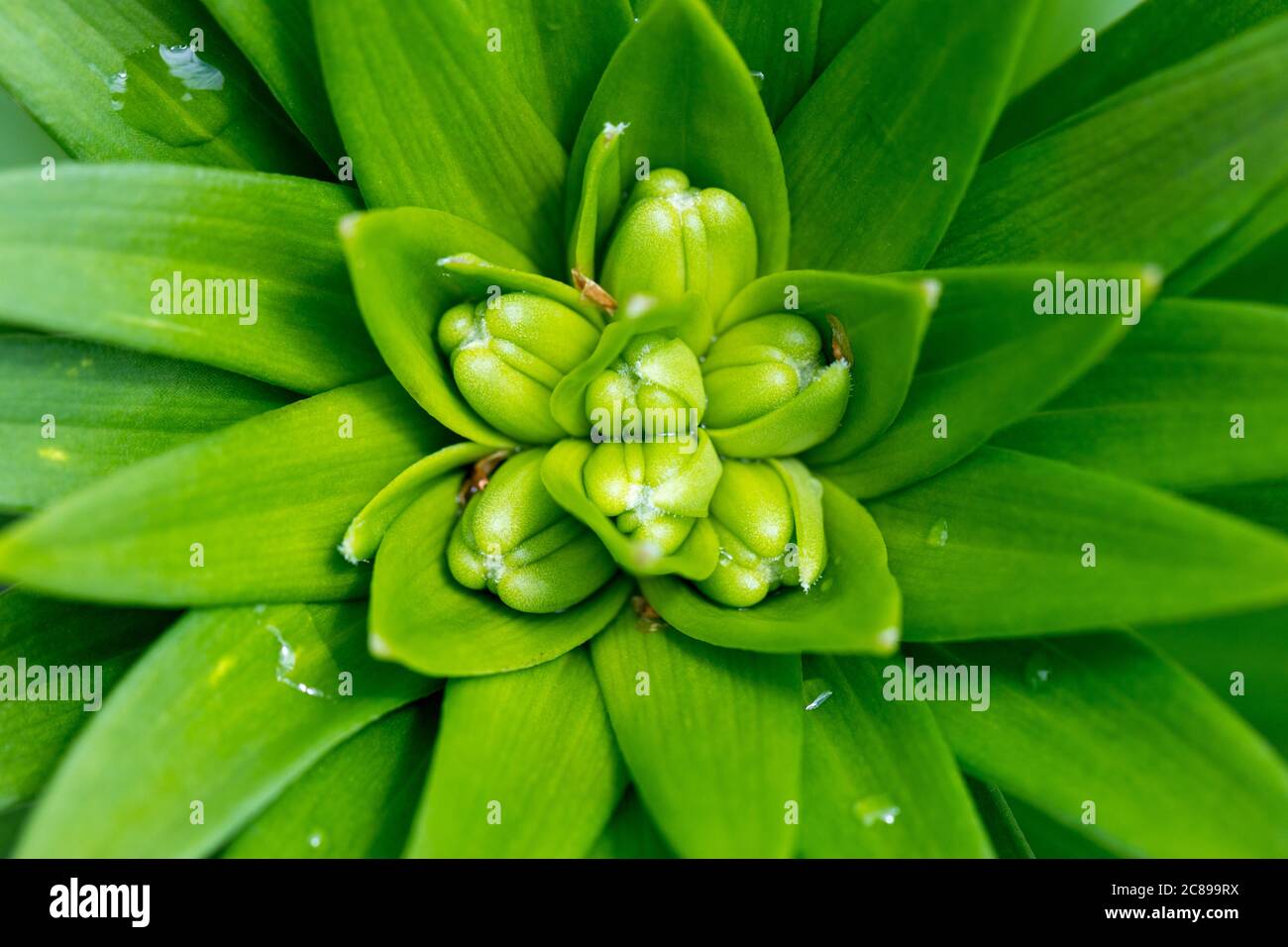 Lili green hi-res stock photography and images - Alamy
