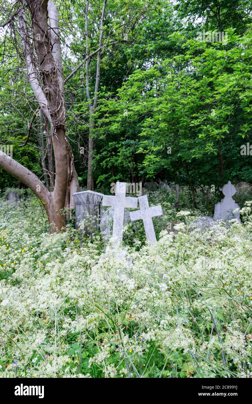 Highgate East Cemetery, overgrown with weeds, wild flowers, trees and ...