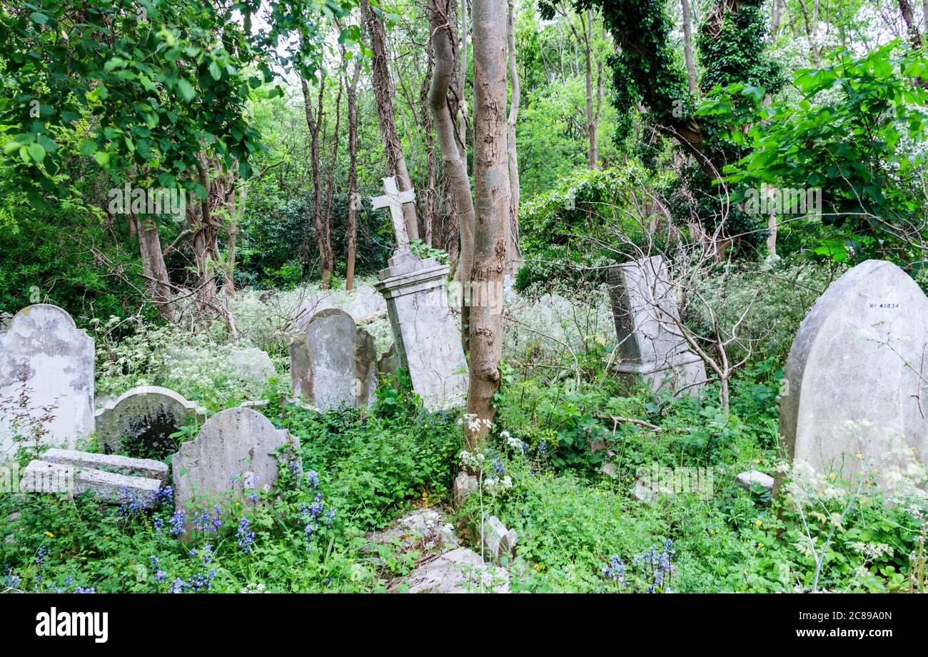 Highgate East Cemetery, overgrown with weeds, wild flowers, trees and ...