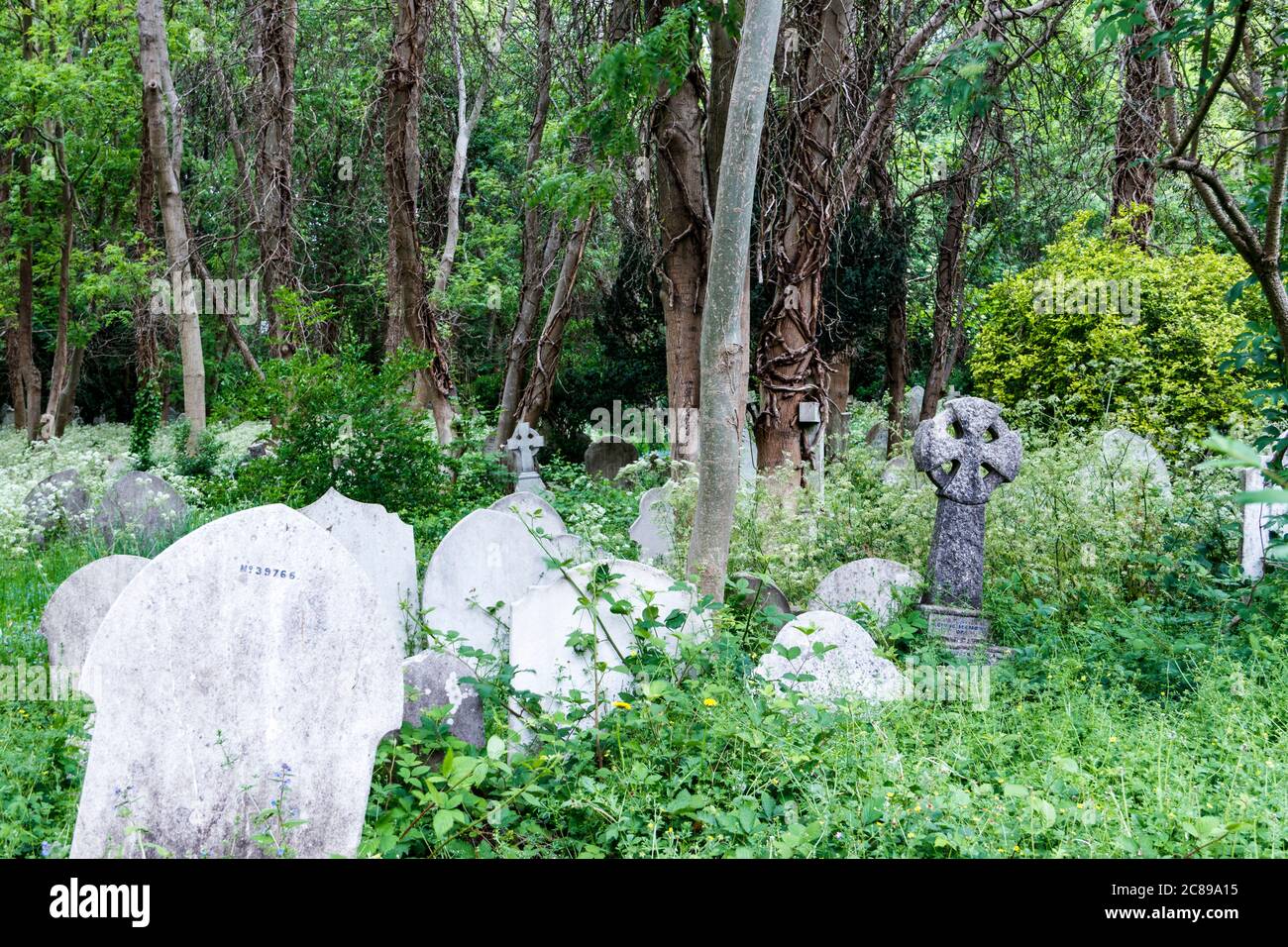 Highgate East Cemetery, overgrown with weeds, wild flowers, trees and ...