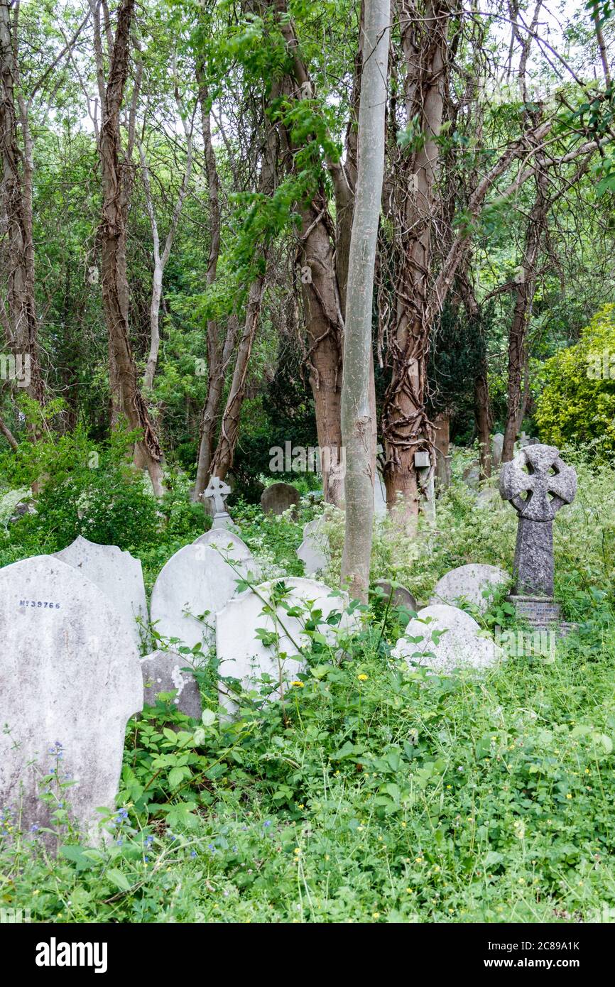 Highgate East Cemetery, overgrown with weeds, wild flowers, trees and ...