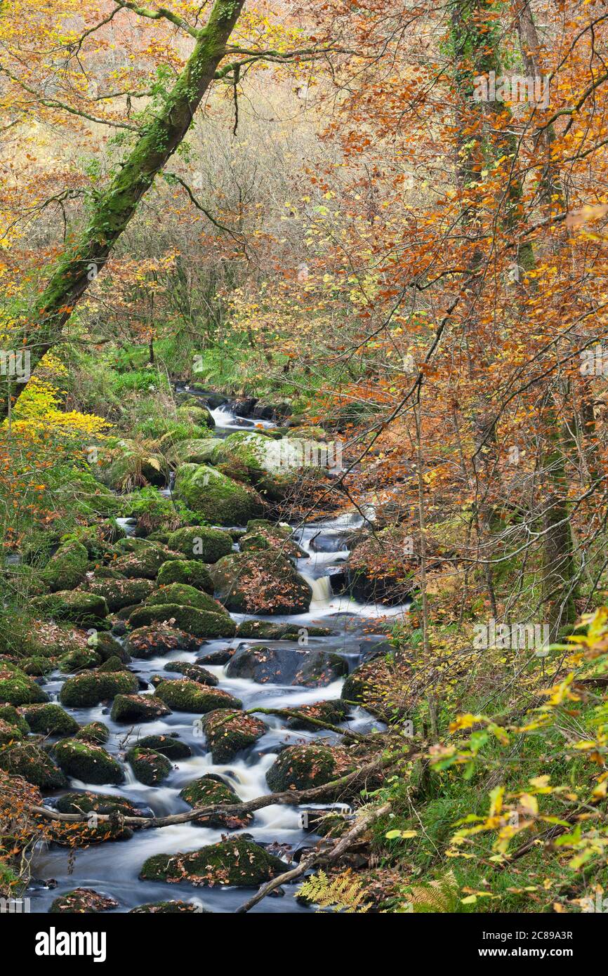 Brittany trees hi-res stock photography and images - Alamy