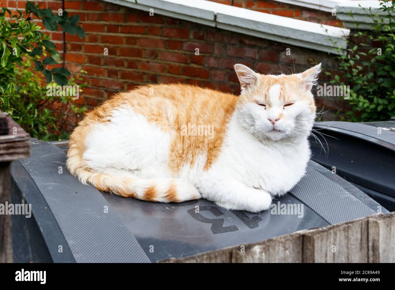 Wheelie bin outdoor hi-res stock photography and images - Alamy