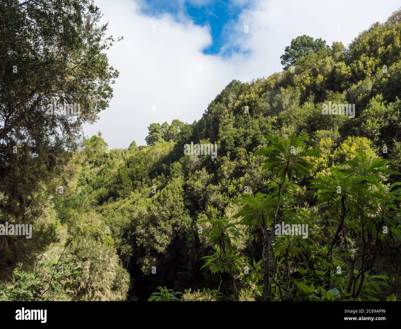 Lush green subtropical rain forest at La Zarza nature park in the ...