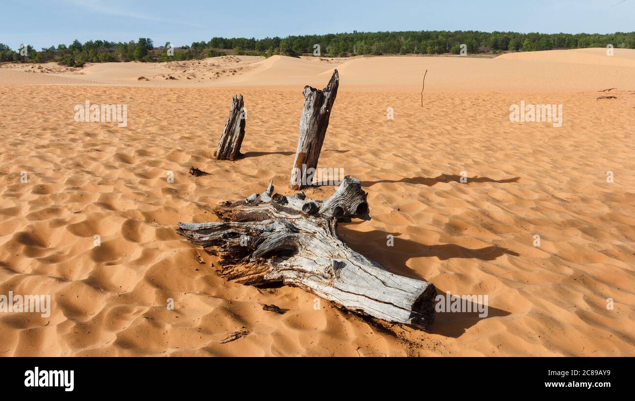 Log of wood in Mui Ne sand dunes Stock Photo - Alamy