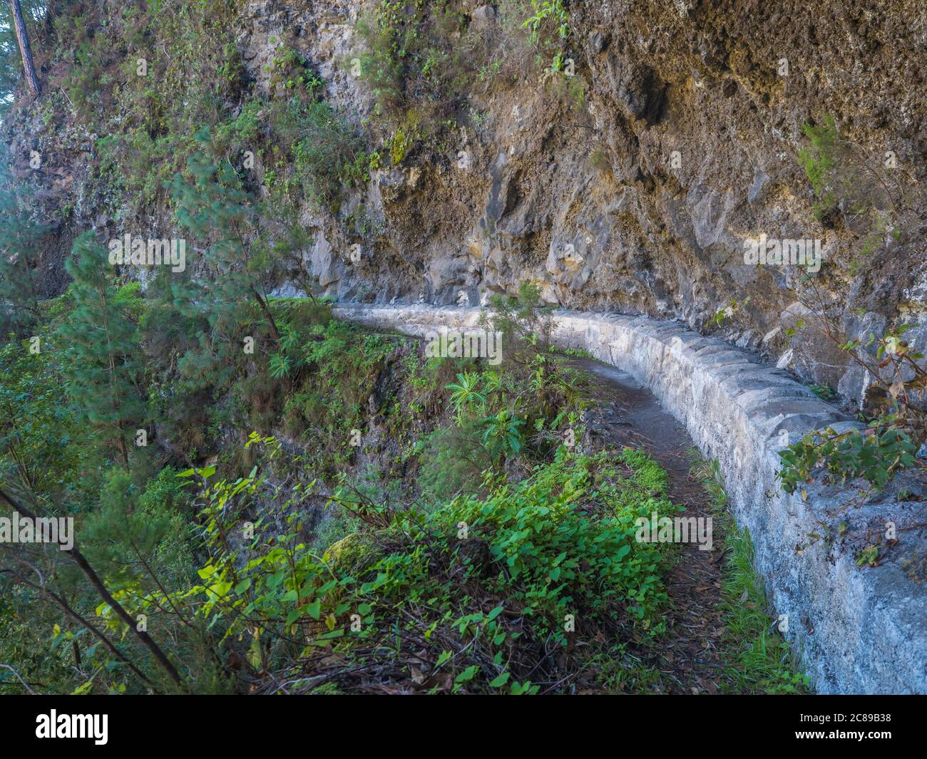 Narrow hiking trail Barranco de la Madera from Las Nieves with pine ...