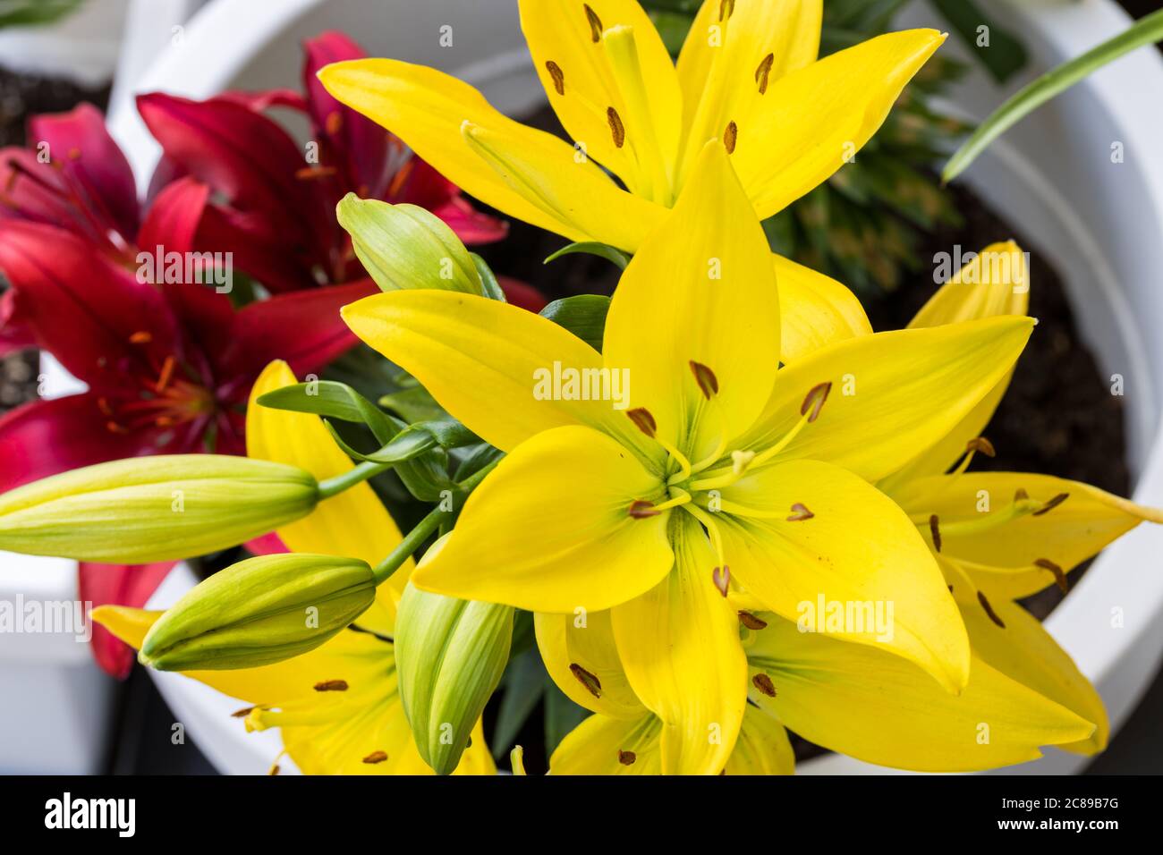Pot lily balcony hi-res stock photography and images - Alamy