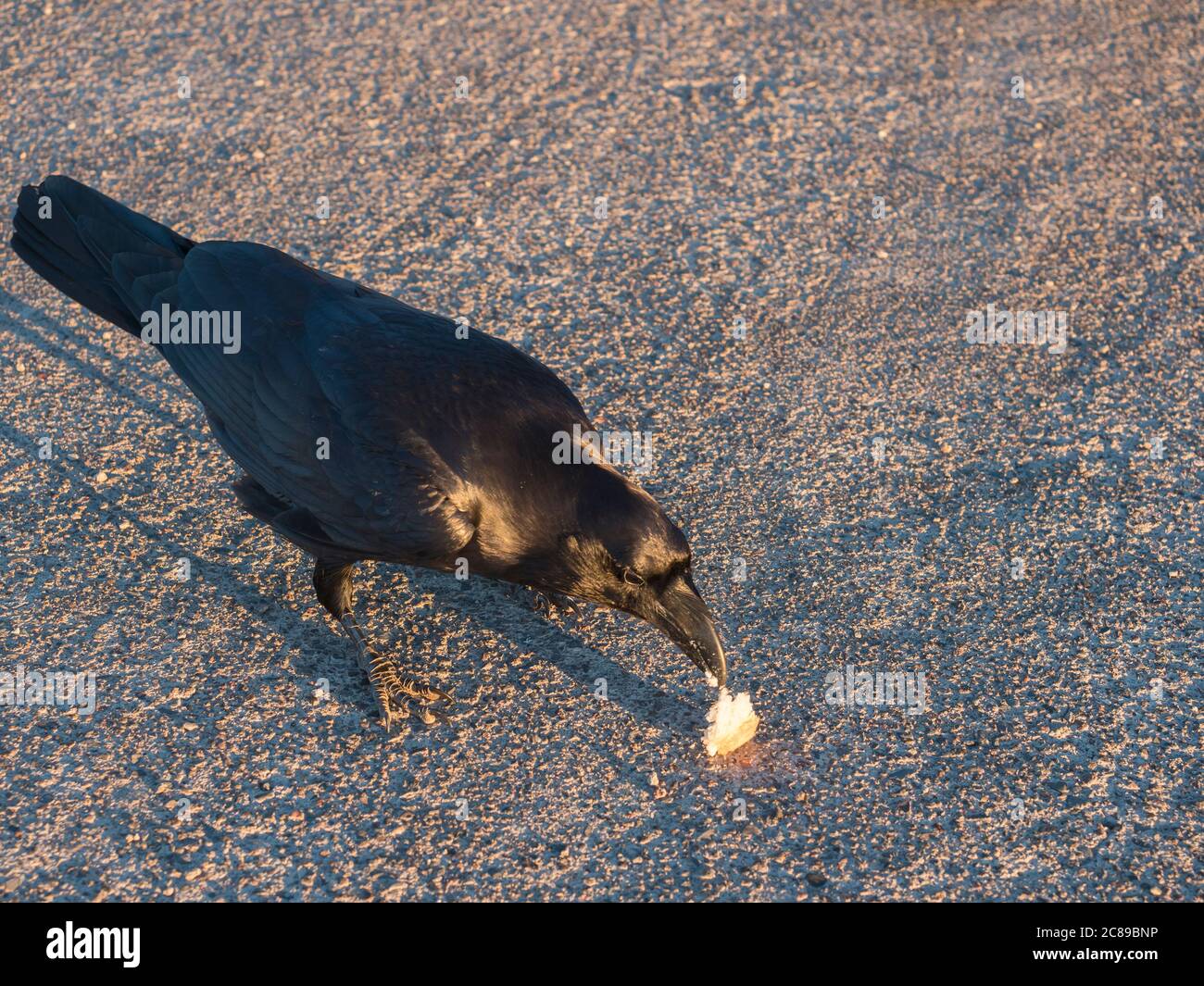 Raven on asphalt hi-res stock photography and images - Alamy