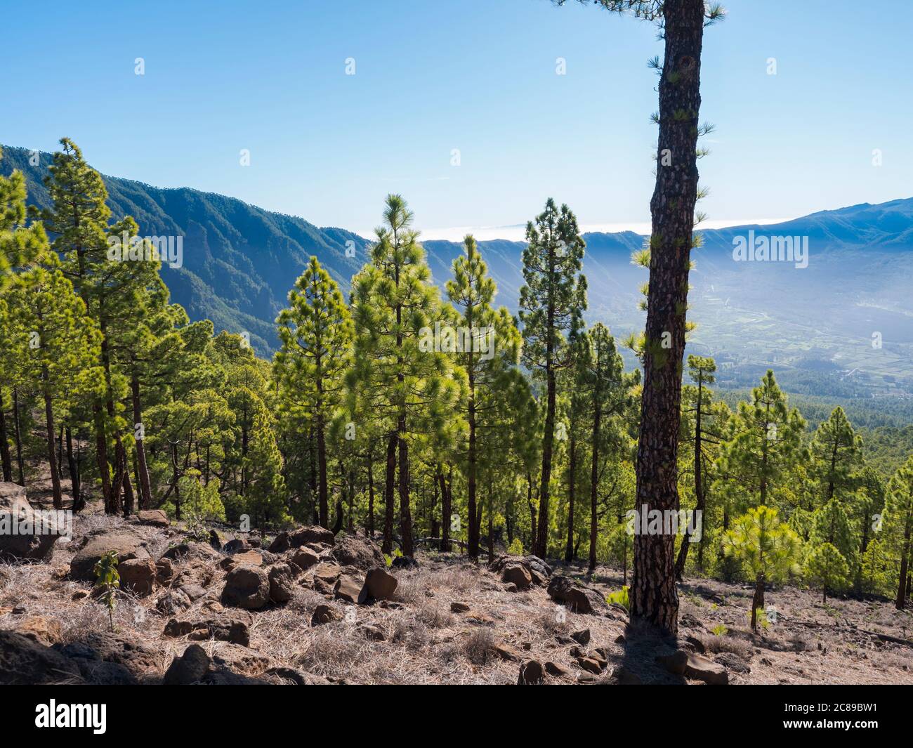 Volcanic landscape and lush pine tree forest, pinus canariensis view ...