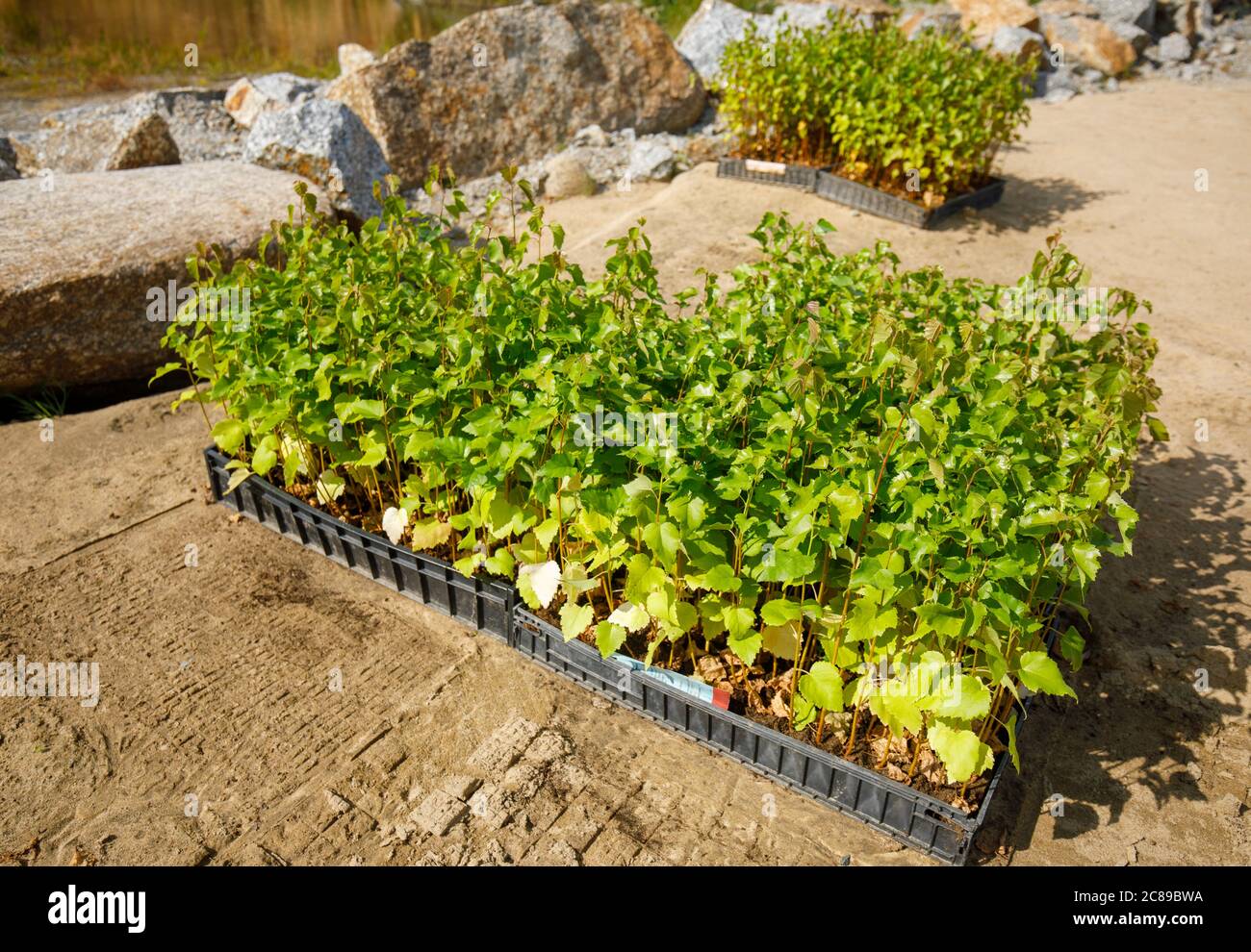 Nursery saplings hi-res stock photography and images - Alamy
