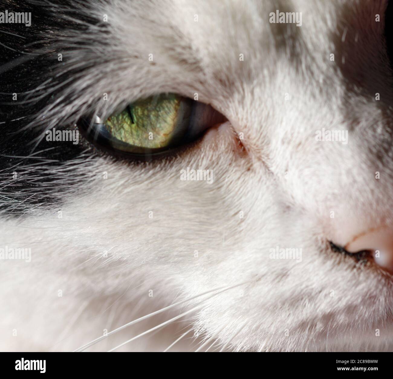 Right side of face hi-res stock photography and images - Alamy