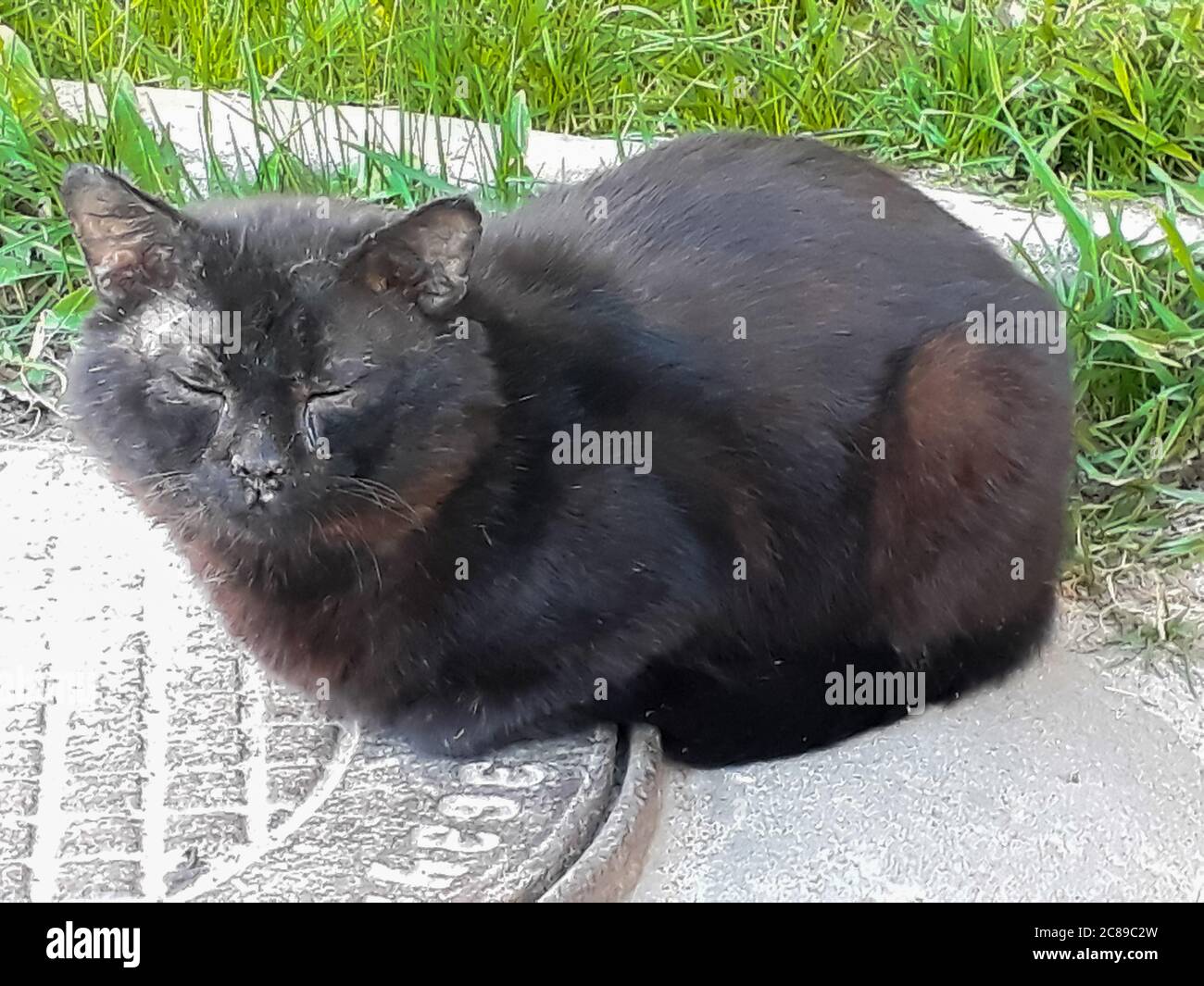 Homeless animals hi-res stock photography and images - Alamy