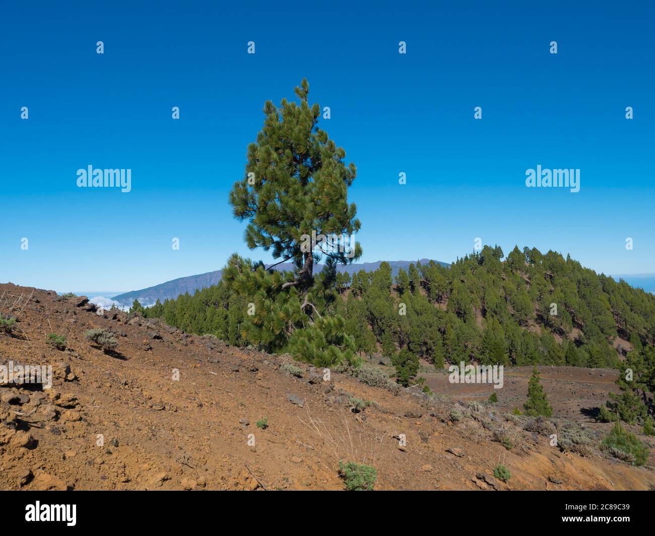 Volcanic landscape with lush green pine trees, colorful volcanoes and ...