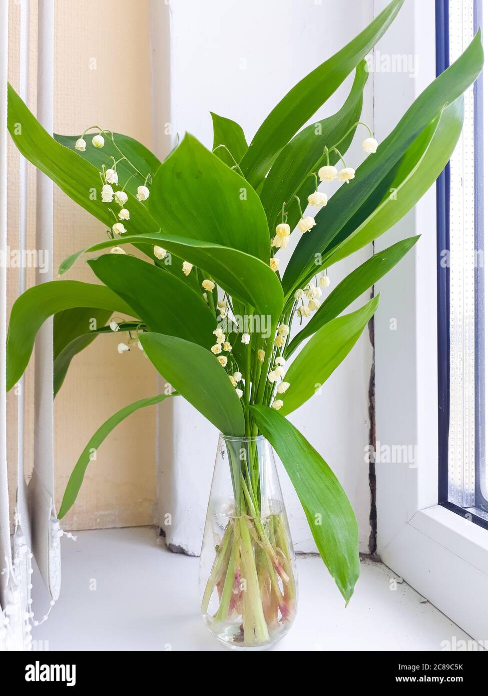 Lys flowers hi-res stock photography and images - Alamy