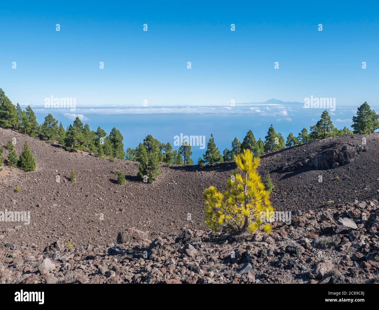 Beautiful volcanic landscape with lush green pine trees and colorful ...