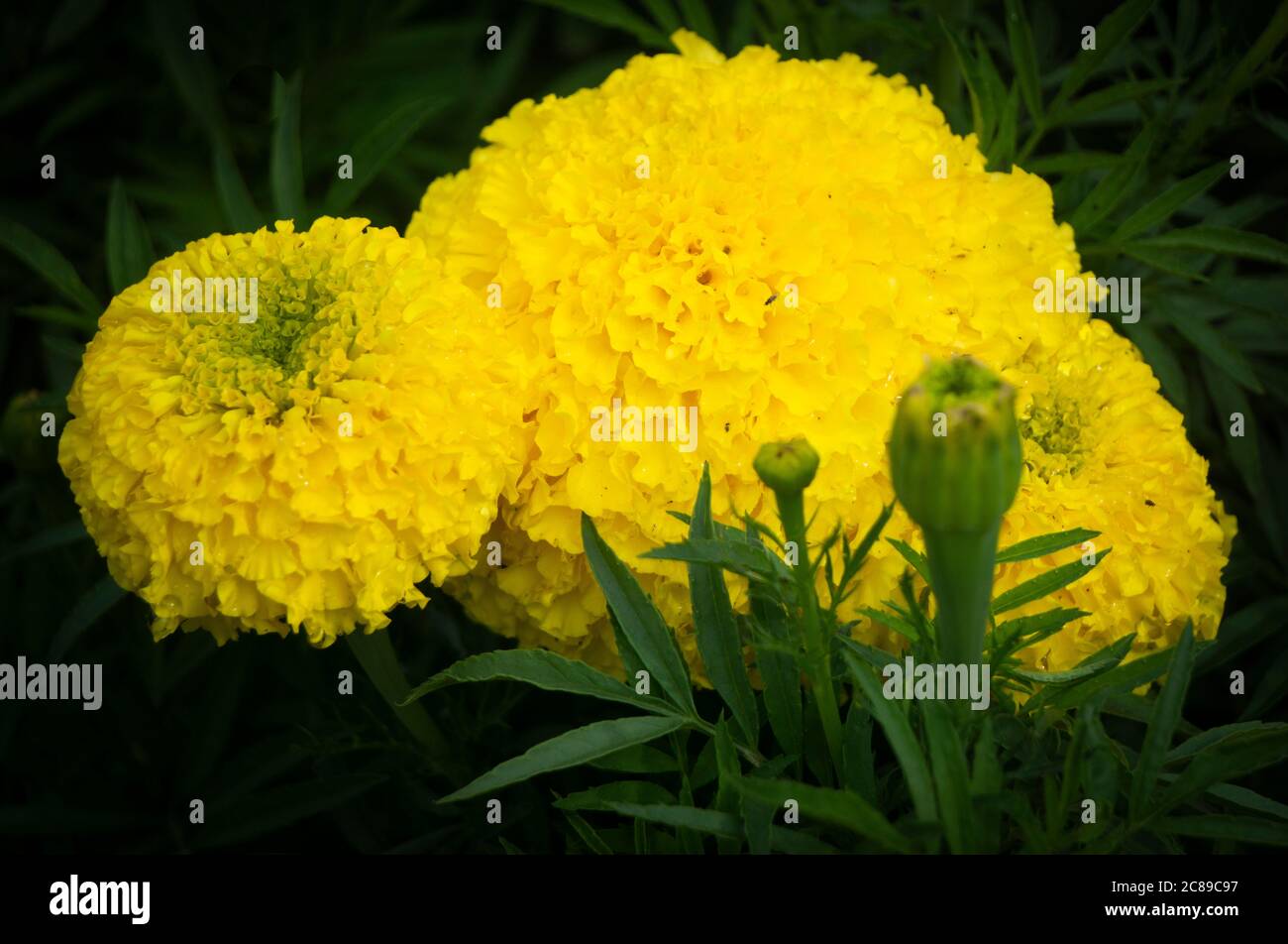 Riley park calgary hi-res stock photography and images - Alamy