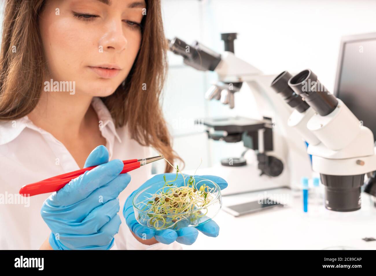 Inspection of the quality of agricultural seeds. Checking the quality ...