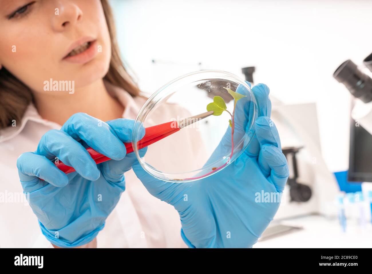 Inspection of the quality of agricultural seeds. Checking the quality ...