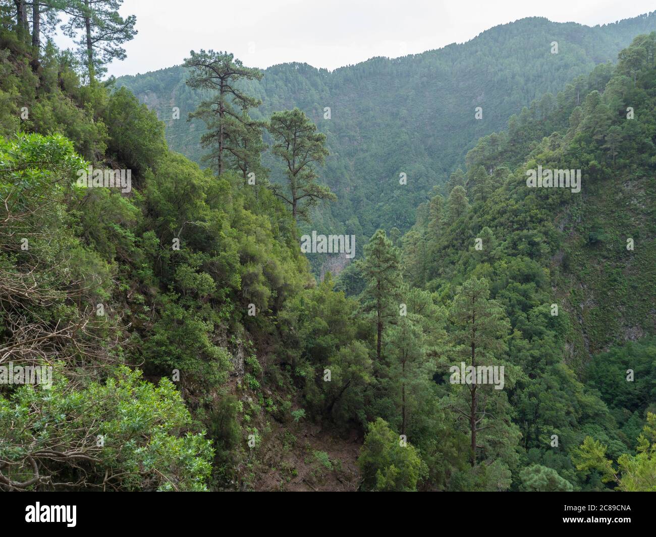 Valley at mysterious Laurel forest Laurisilva, lush subtropical ...