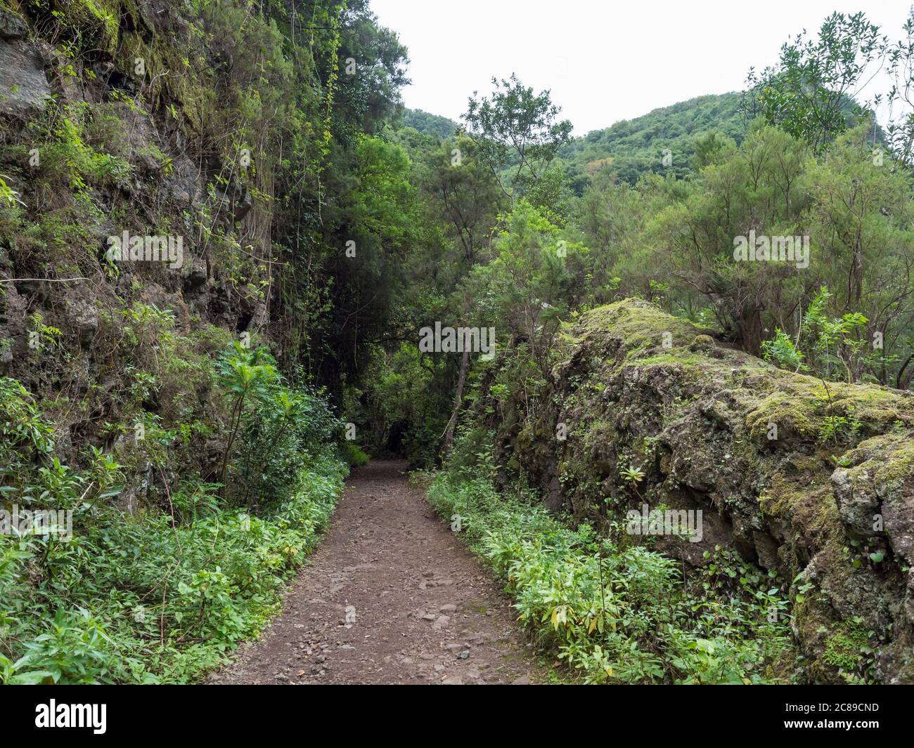 Path at mysterious Laurel forest Laurisilva, lush subtropical ...
