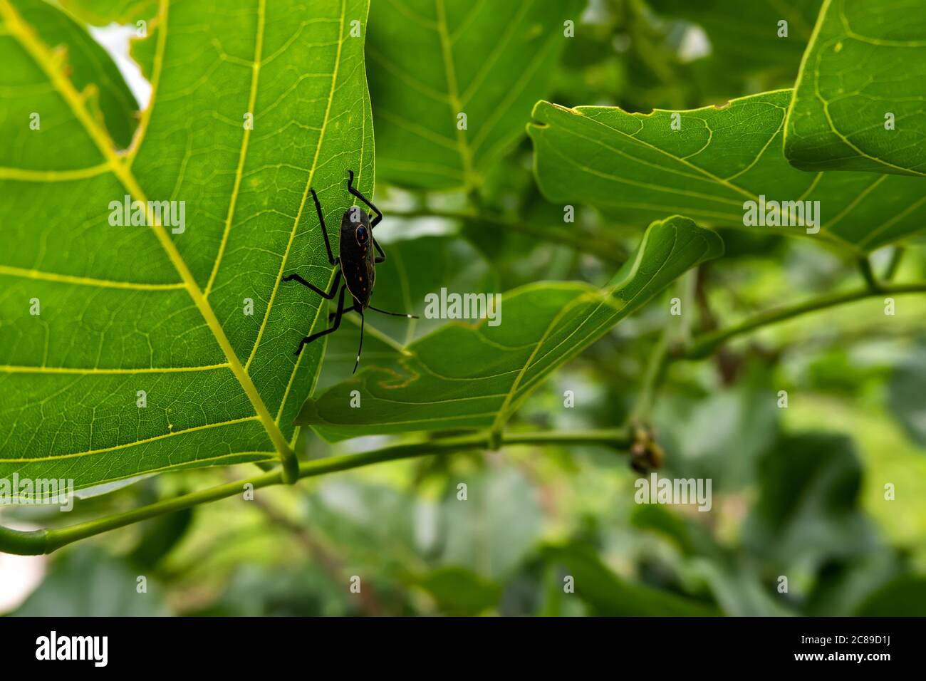 a black colored insect hiding in green leafs in garden Stock Photo - Alamy