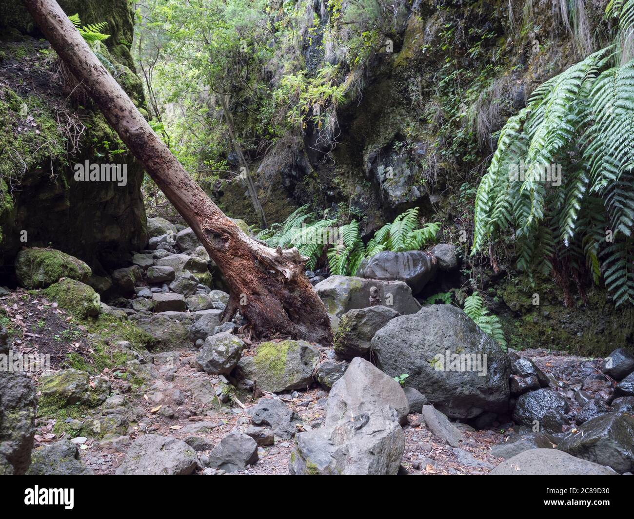 Path at mysterious Laurel forest Laurisilva, lush subtropical ...