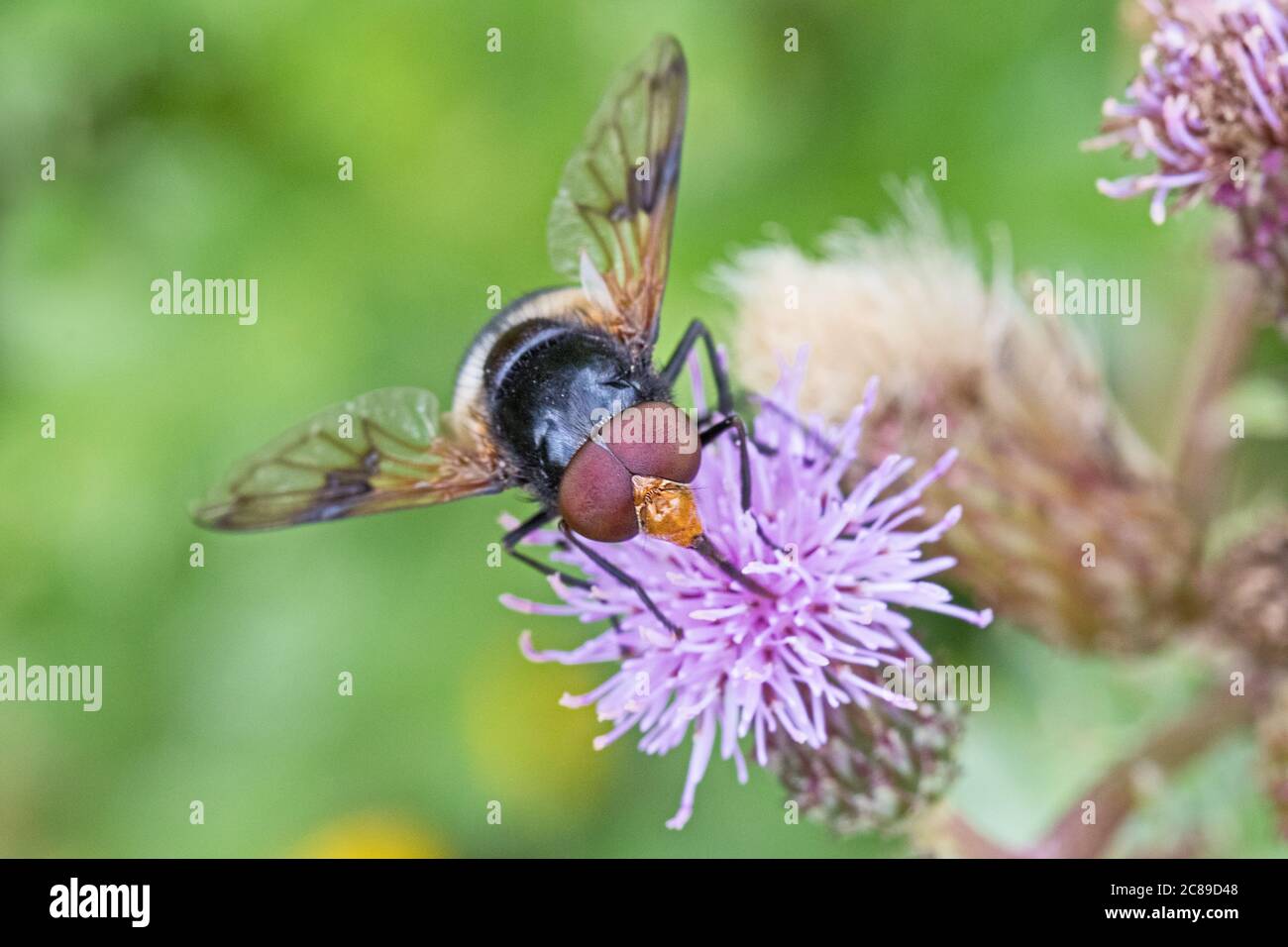 Male Great Pied Hoverfly, (Volucella pellucens,) feeding on creeping ...