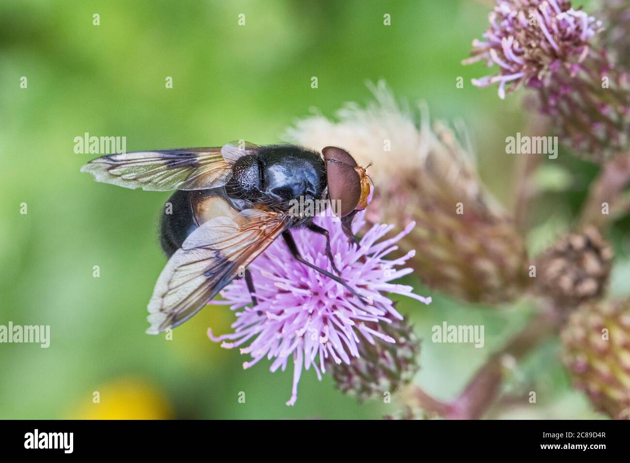 Male Great Pied Hoverfly, (Volucella pellucens,) feeding on creeping ...