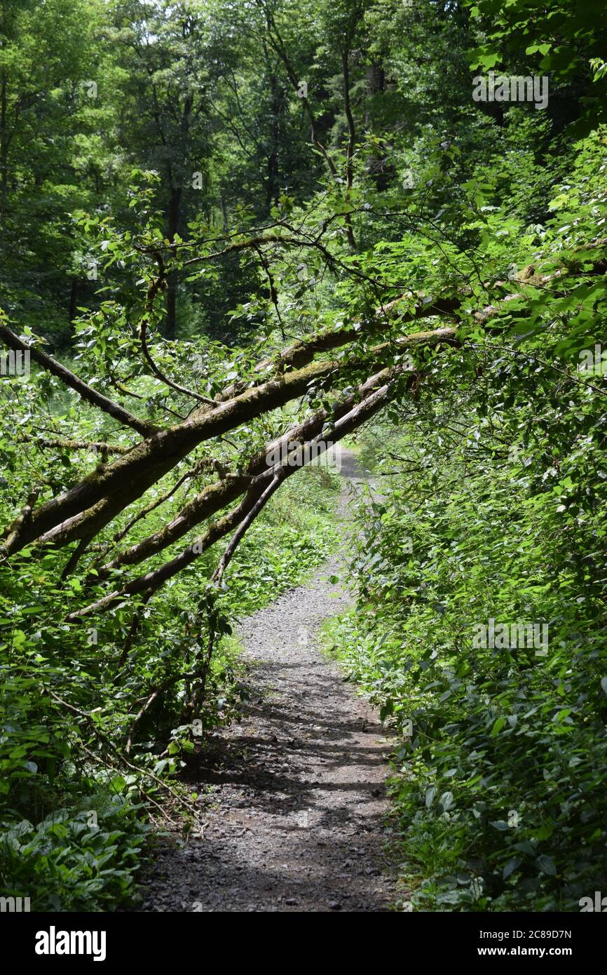 fallen tree across a small path Stock Photo - Alamy