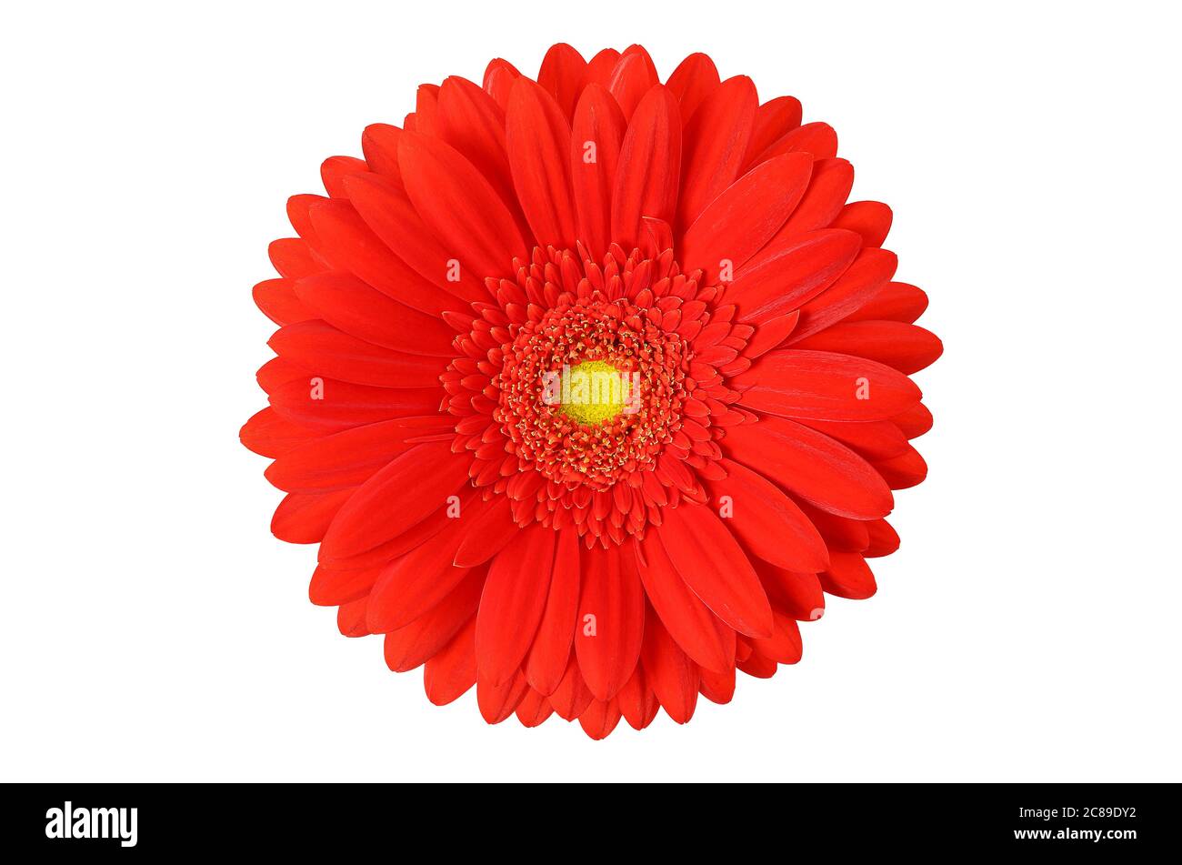 Red gerbera flower isolated hi-res stock photography and images - Alamy