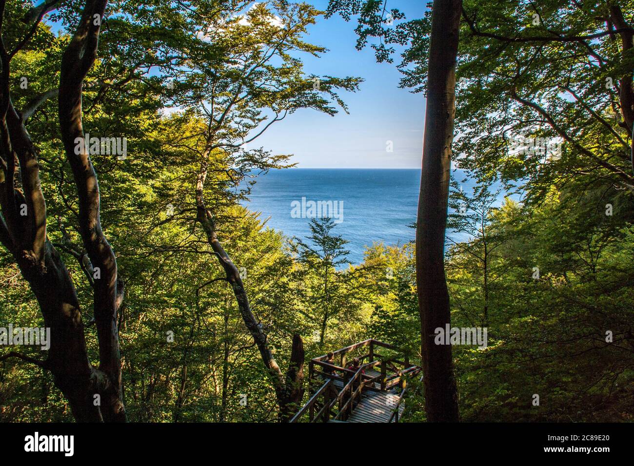 A beautiful scenery of greenery by the sea in Mons Klint in Denmark ...