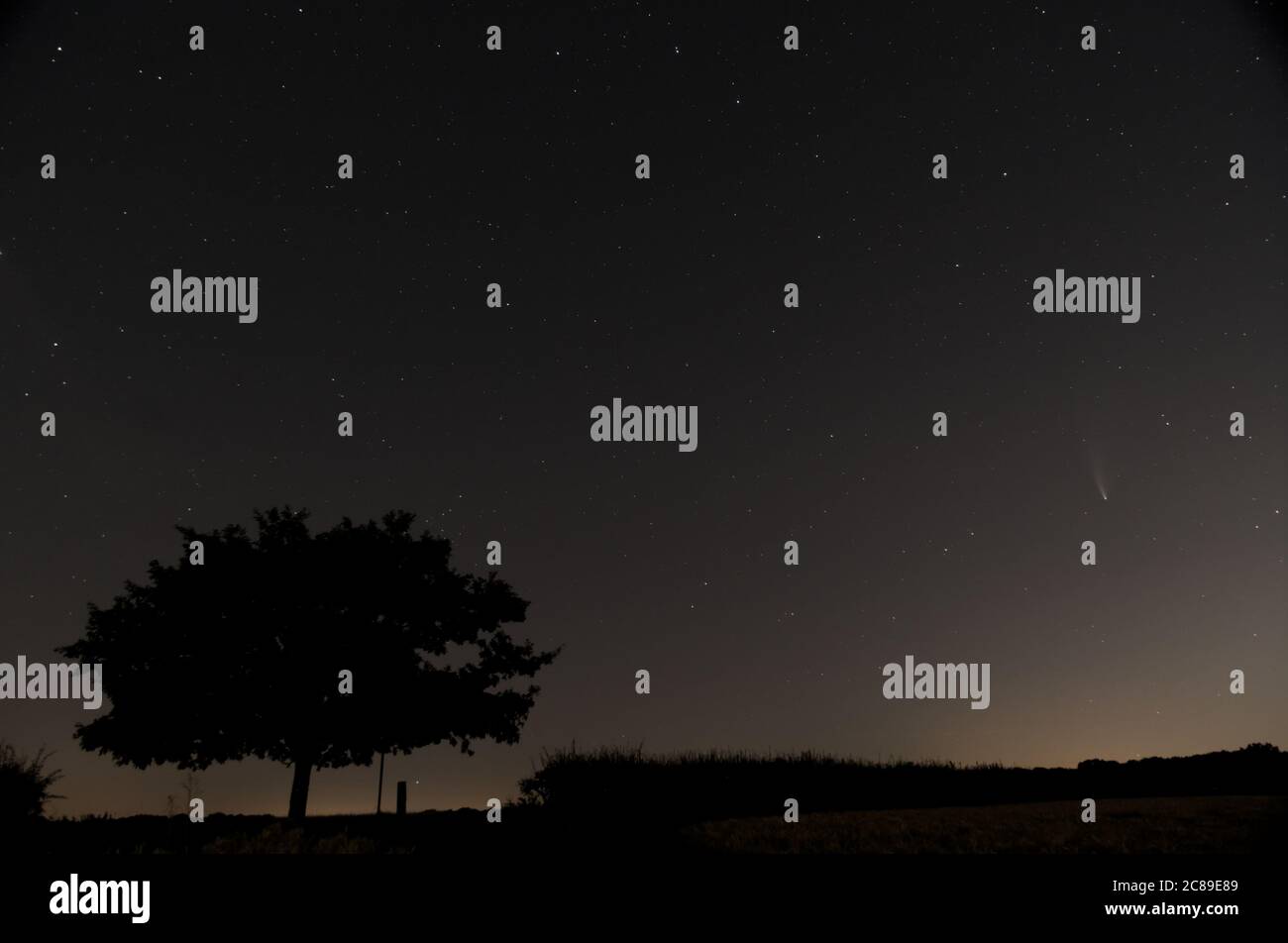 Comet Neowise With Tree and Hedge on the Skyline July 20th 2020 Stock ...