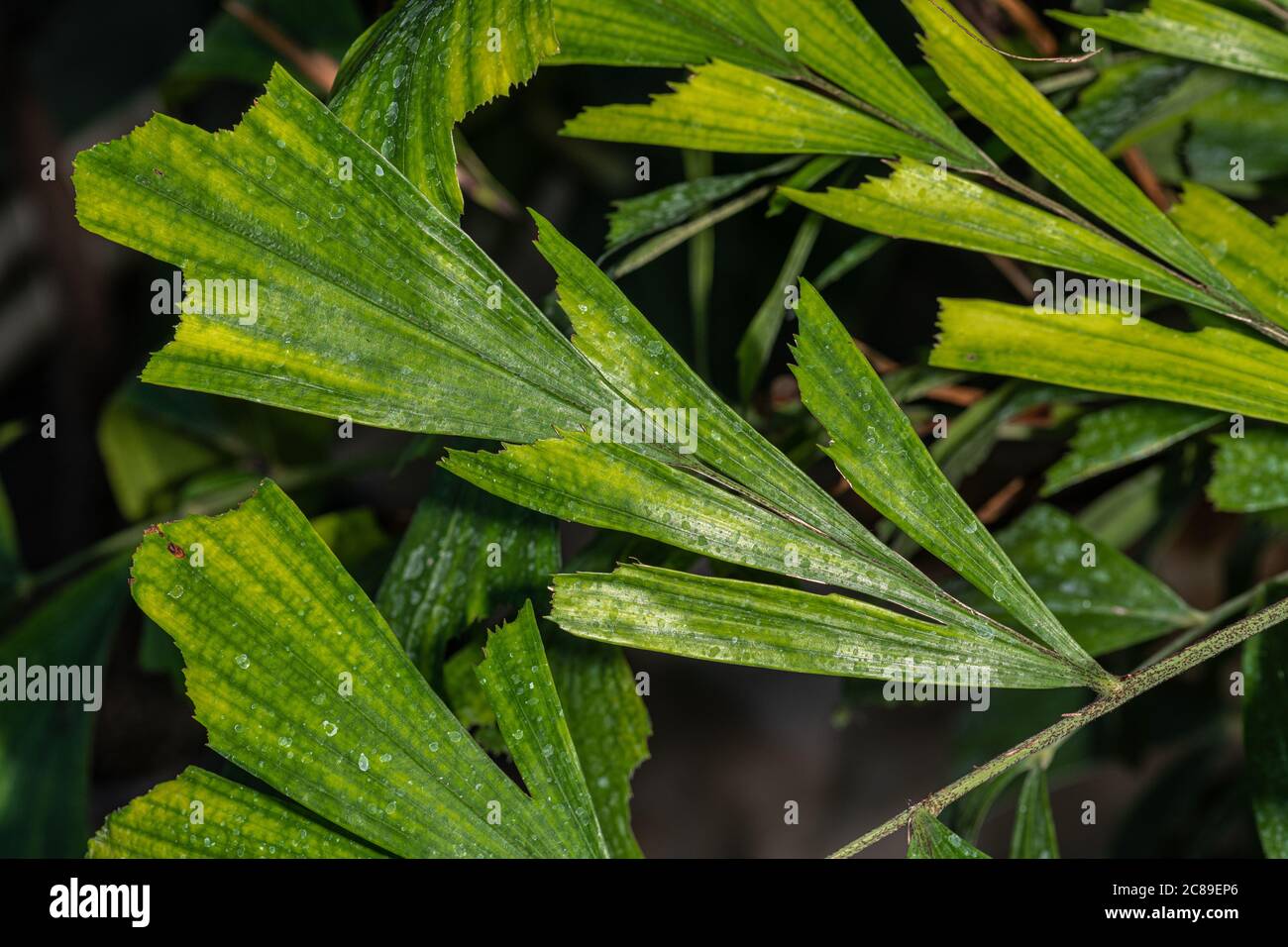 Leaves of Burmese or Clustering Fishtail Plant (Caryota mitis Stock ...