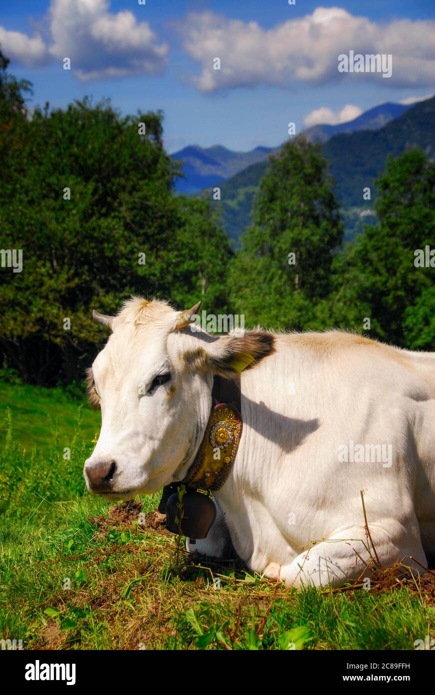 White cow from "Piemonte" Italy, grazing with cowbell around the neck ...