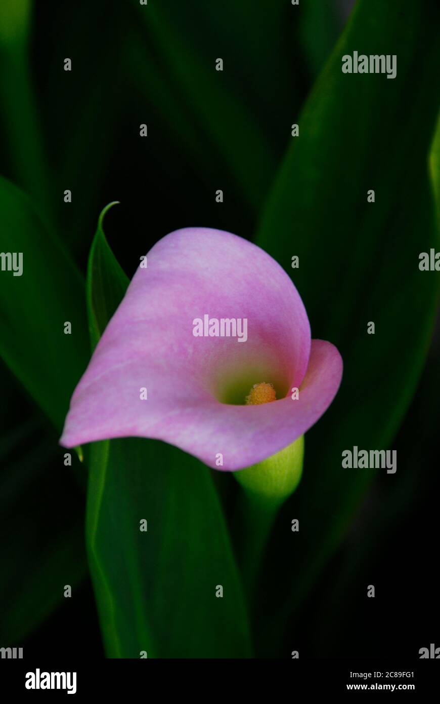 Pink arum lily with dark green leaves background Stock Photo - Alamy