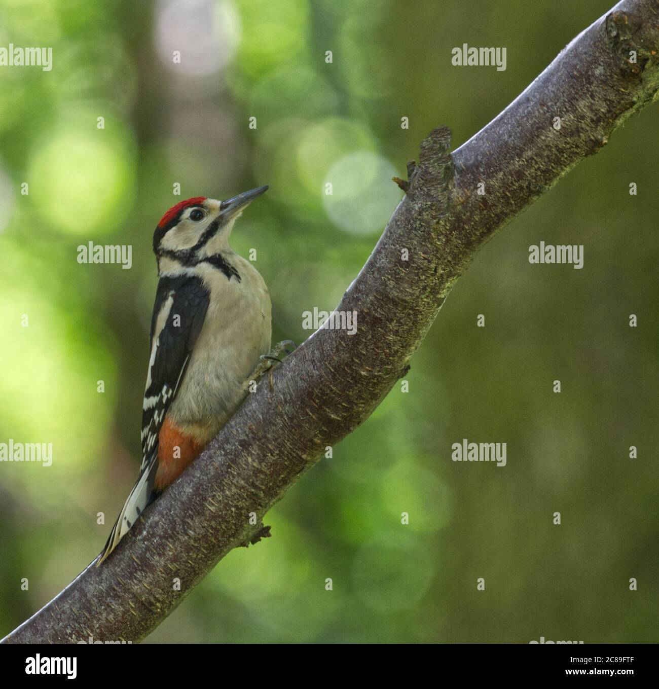 Great Spotted Woodpecker Stock Photo - Alamy