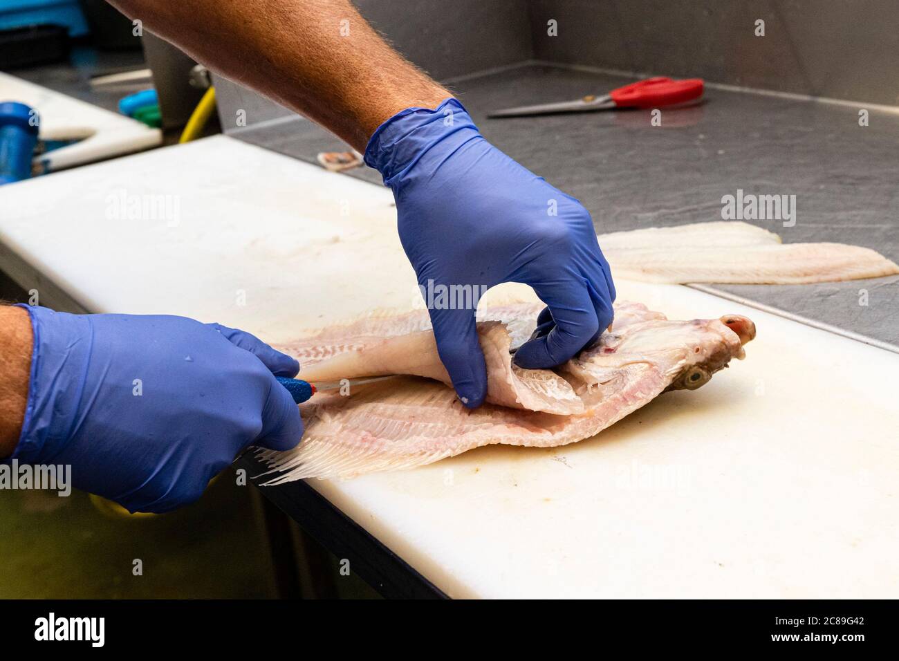 Vis fileren hi-res stock photography and images - Alamy