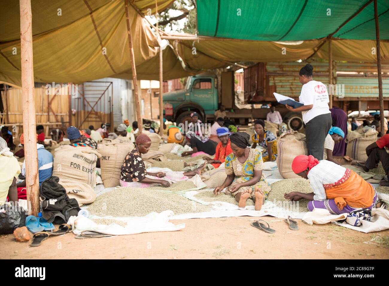 A tent is full of workers quality sorting coffee beans by hand outside ...