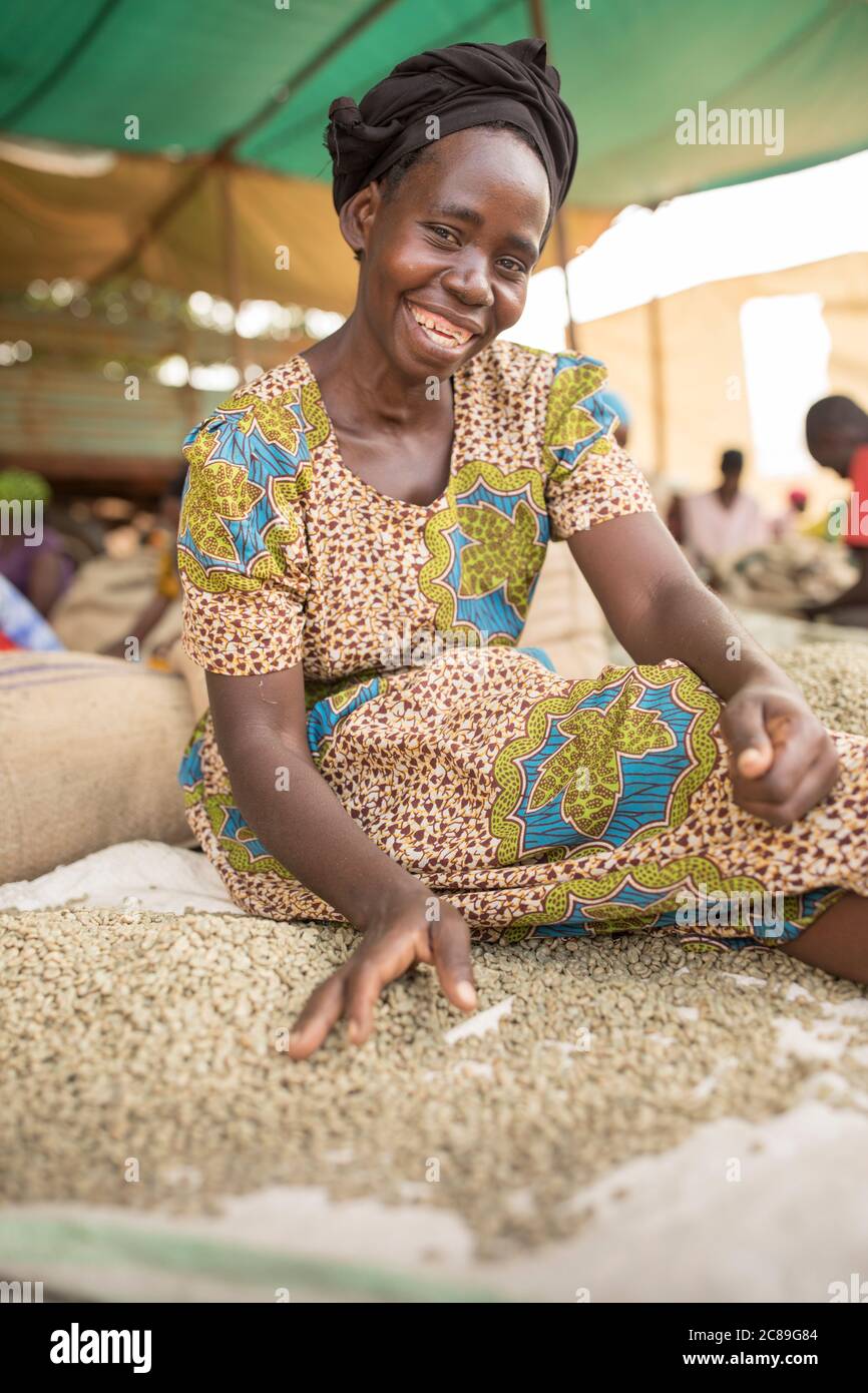 Workers quality check sacks of dried coffee beans before they're ...