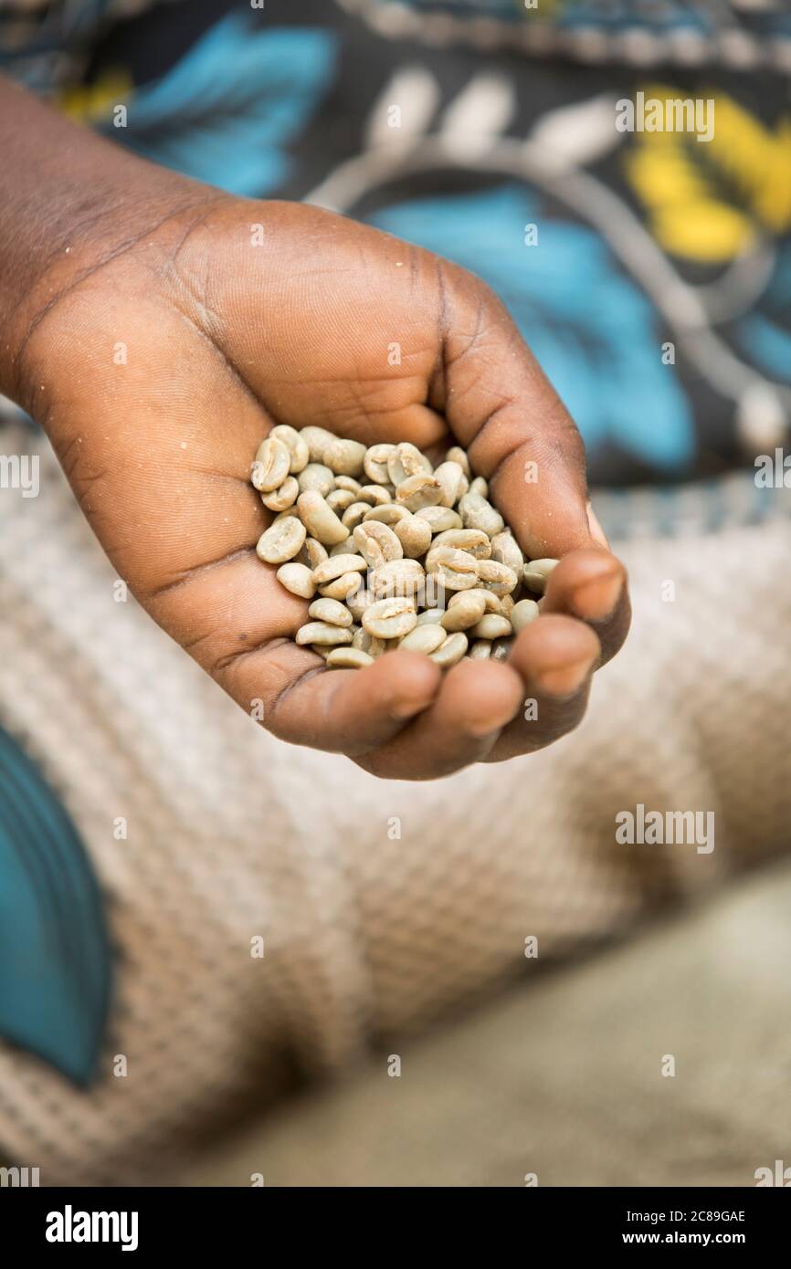 Hand sorted coffee beans hi-res stock photography and images - Alamy