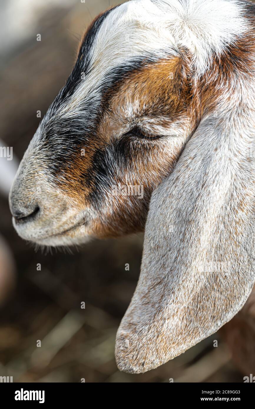 Portrait of a Domesticated Goat (Capra aegagrus hircus Stock Photo - Alamy