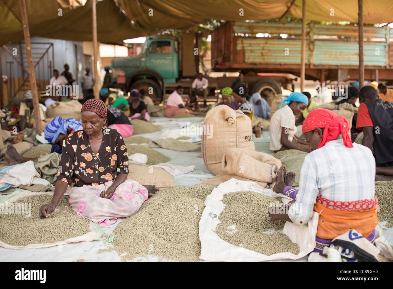A tent is full of workers quality sorting coffee beans by hand outside ...
