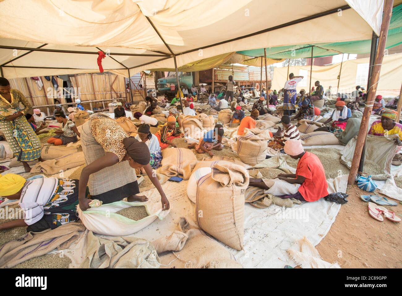A tent is full of workers quality sorting coffee beans by hand outside ...